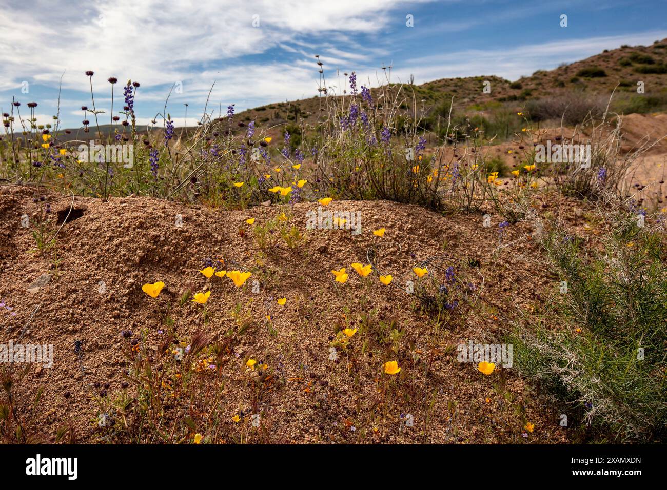 Intimate Sonoran wildflower landscape along highway 77 (Globe to Tucson ...