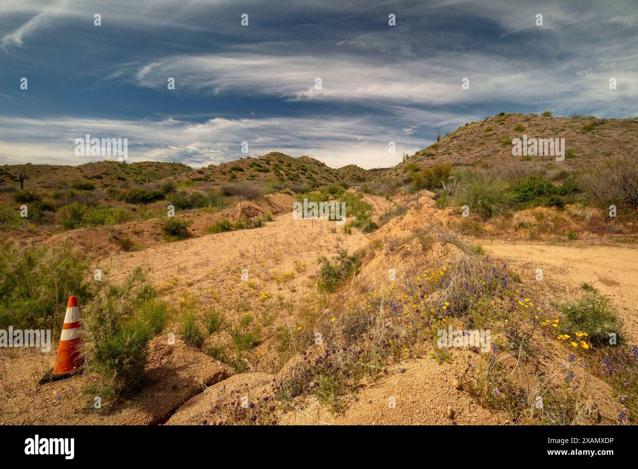 Intimate Sonoran wildflower landscape along highway 77 (Globe to Tucson ...