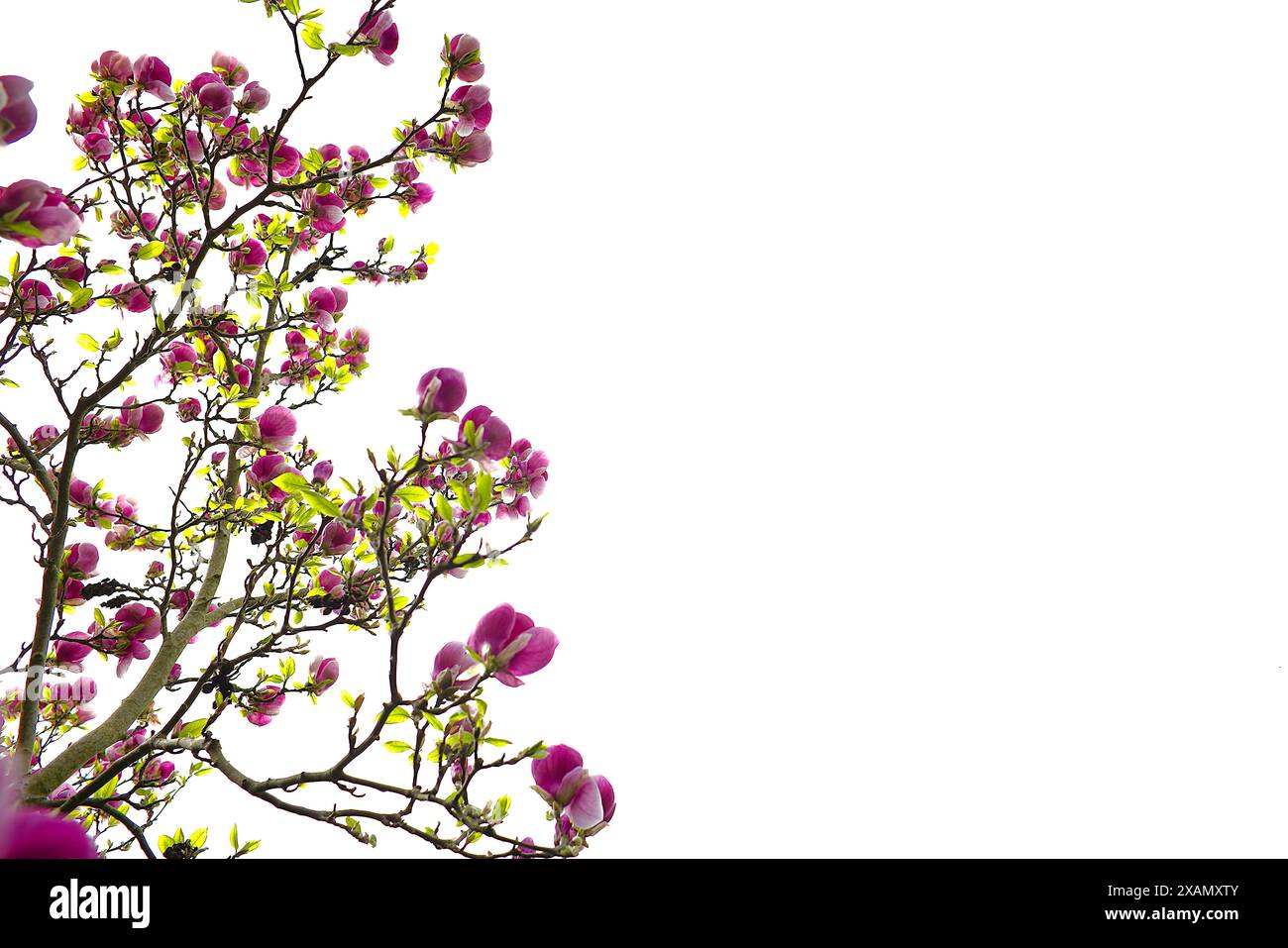 A radiant pink magnolia bloom stands out on a pure white background ...