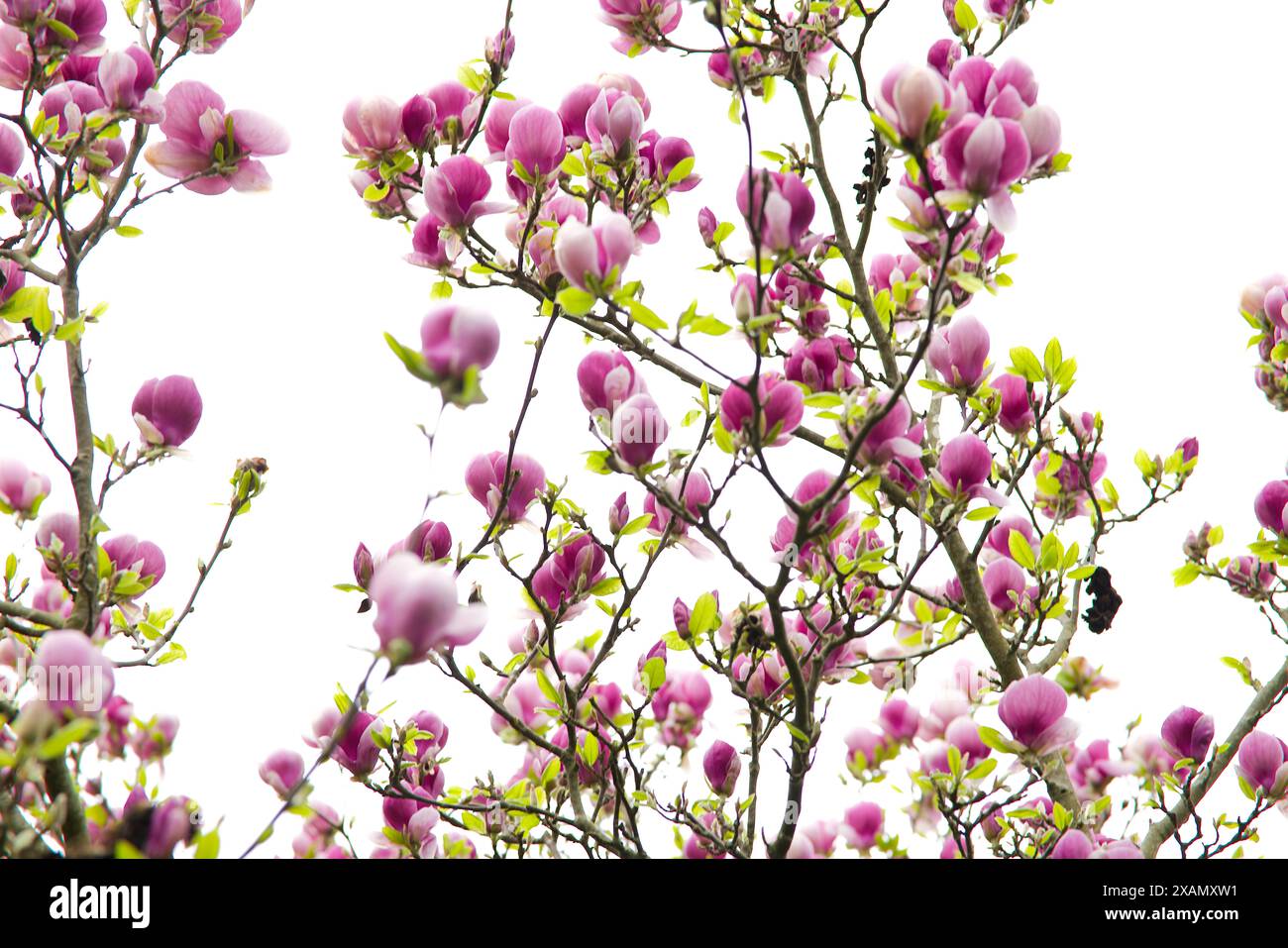Delicate pink magnolia bloom hi-res stock photography and images - Alamy