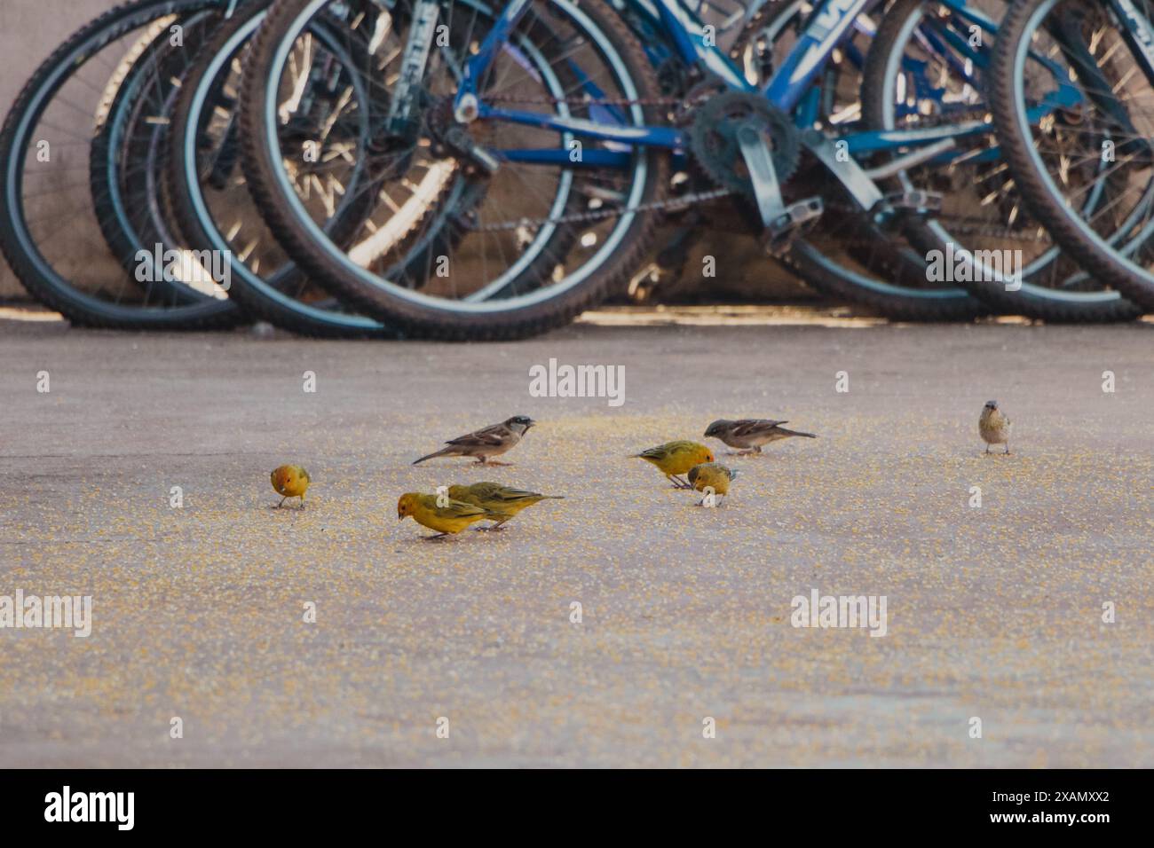 birds eating birdseed from the ground Stock Photo - Alamy