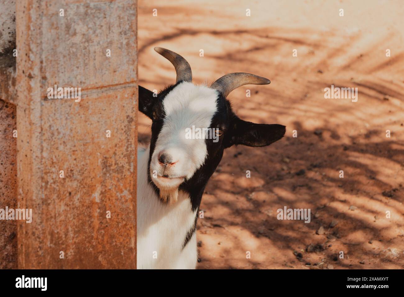 portrait of goat looking suspicious Stock Photo - Alamy