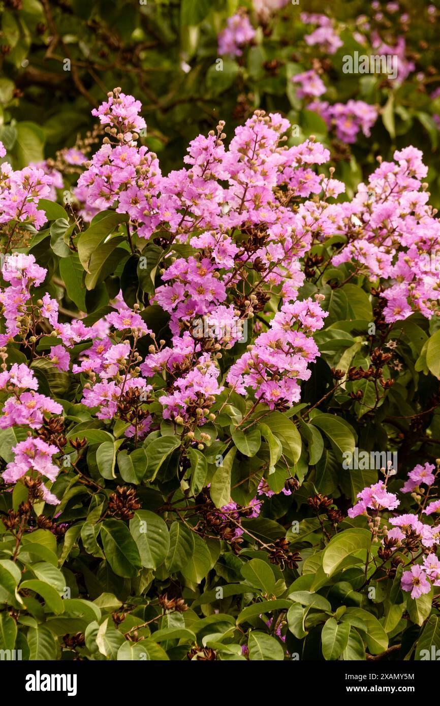 Stunning Crape myrtle, Purple Lagerstroemia indica, in Hanoi Old Town ...