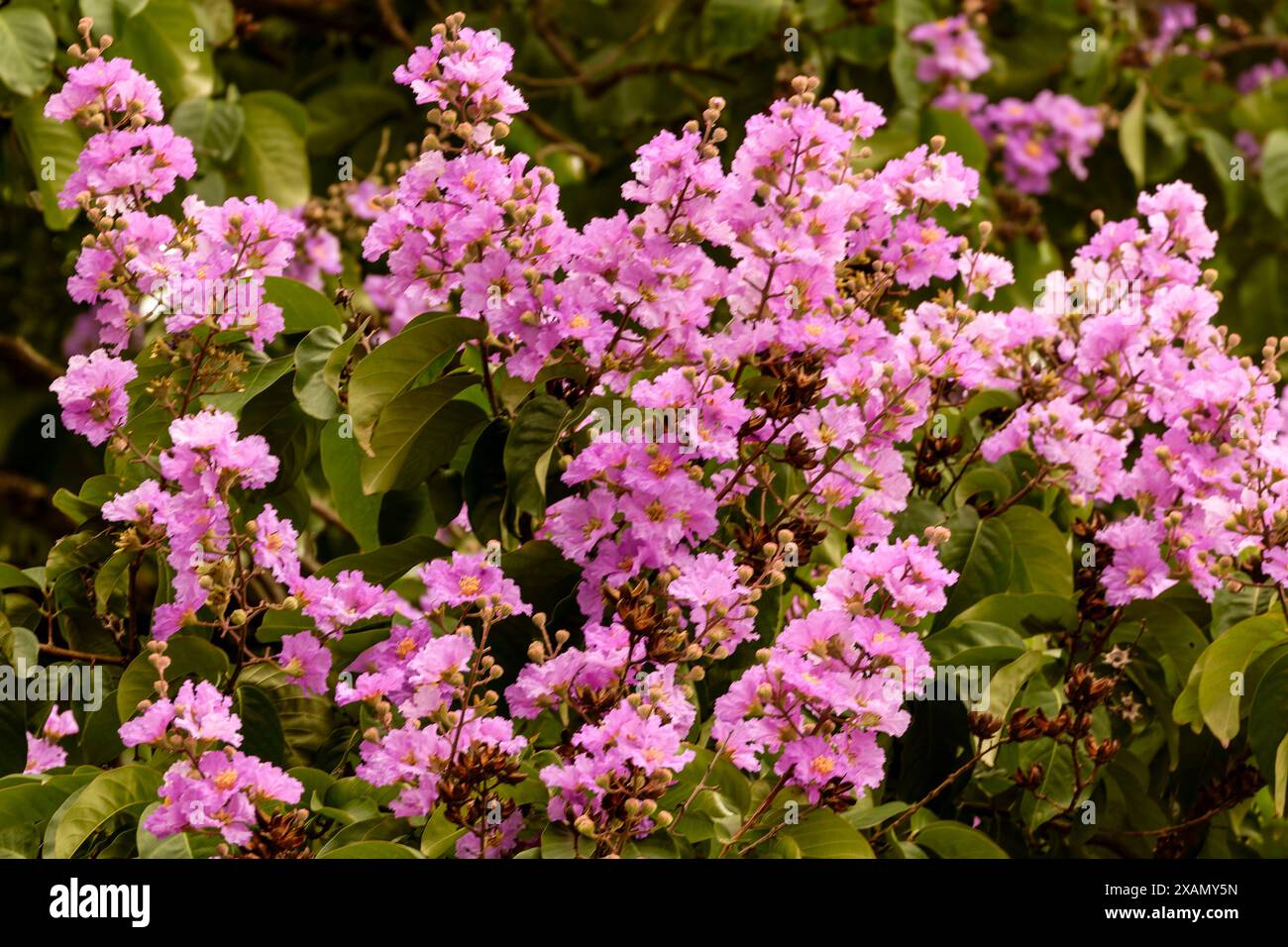 Stunning Crape myrtle, Purple Lagerstroemia indica, in Hanoi Old Town ...