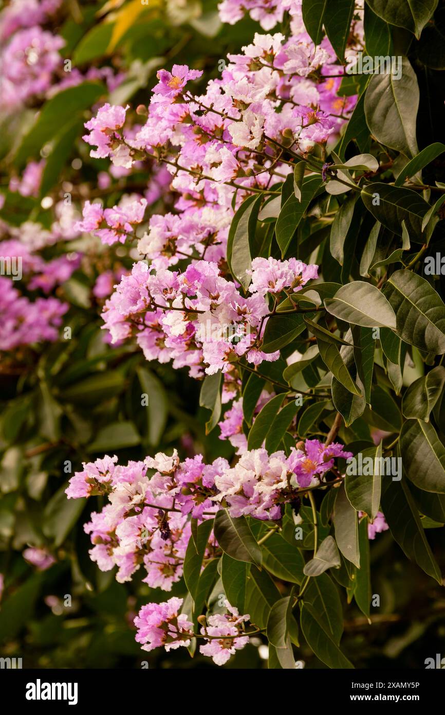 Stunning Crape myrtle, Purple Lagerstroemia indica, in Hanoi Old Town ...