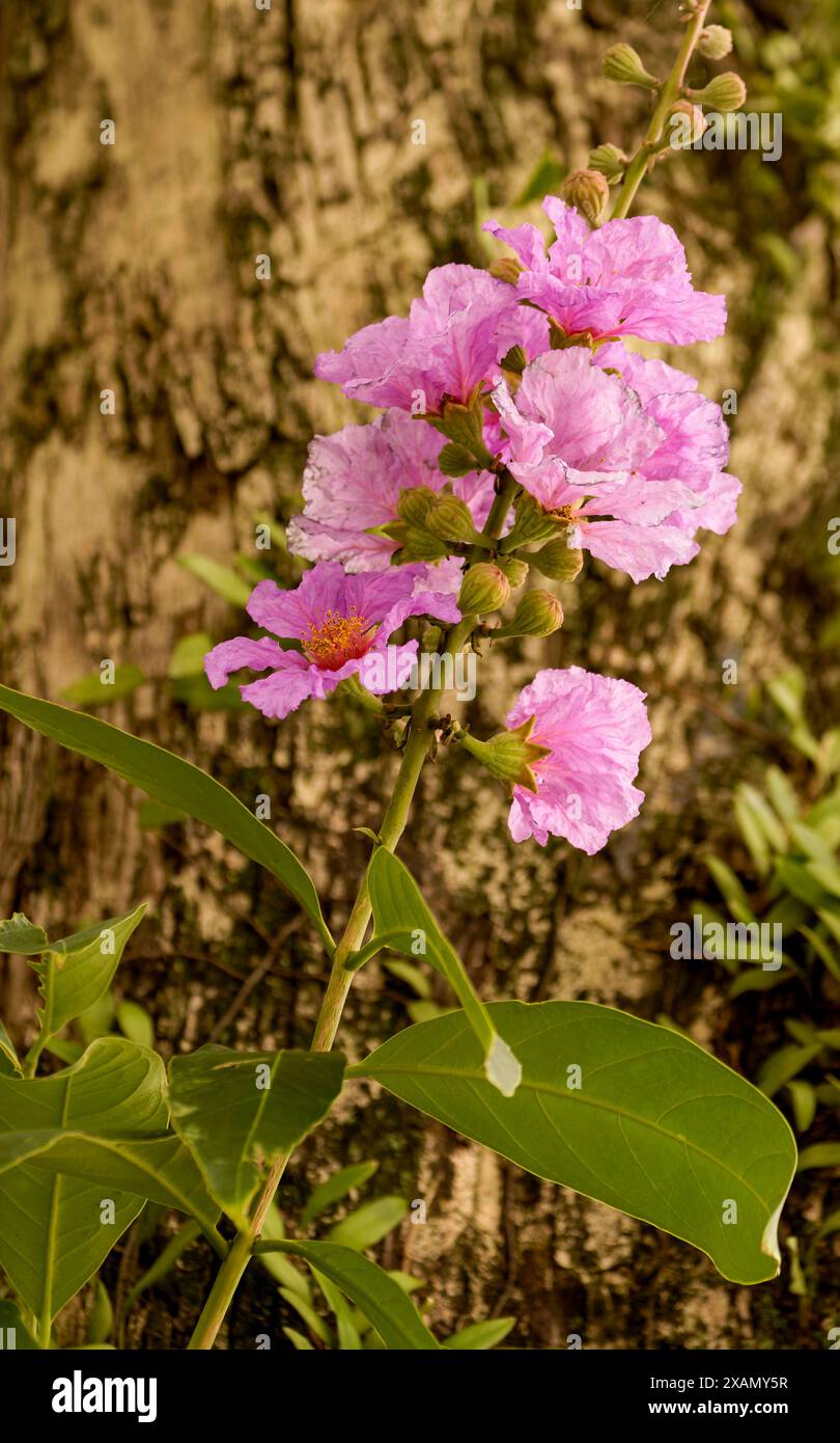 Stunning Crape myrtle, Purple Lagerstroemia indica, in Hanoi Old Town ...