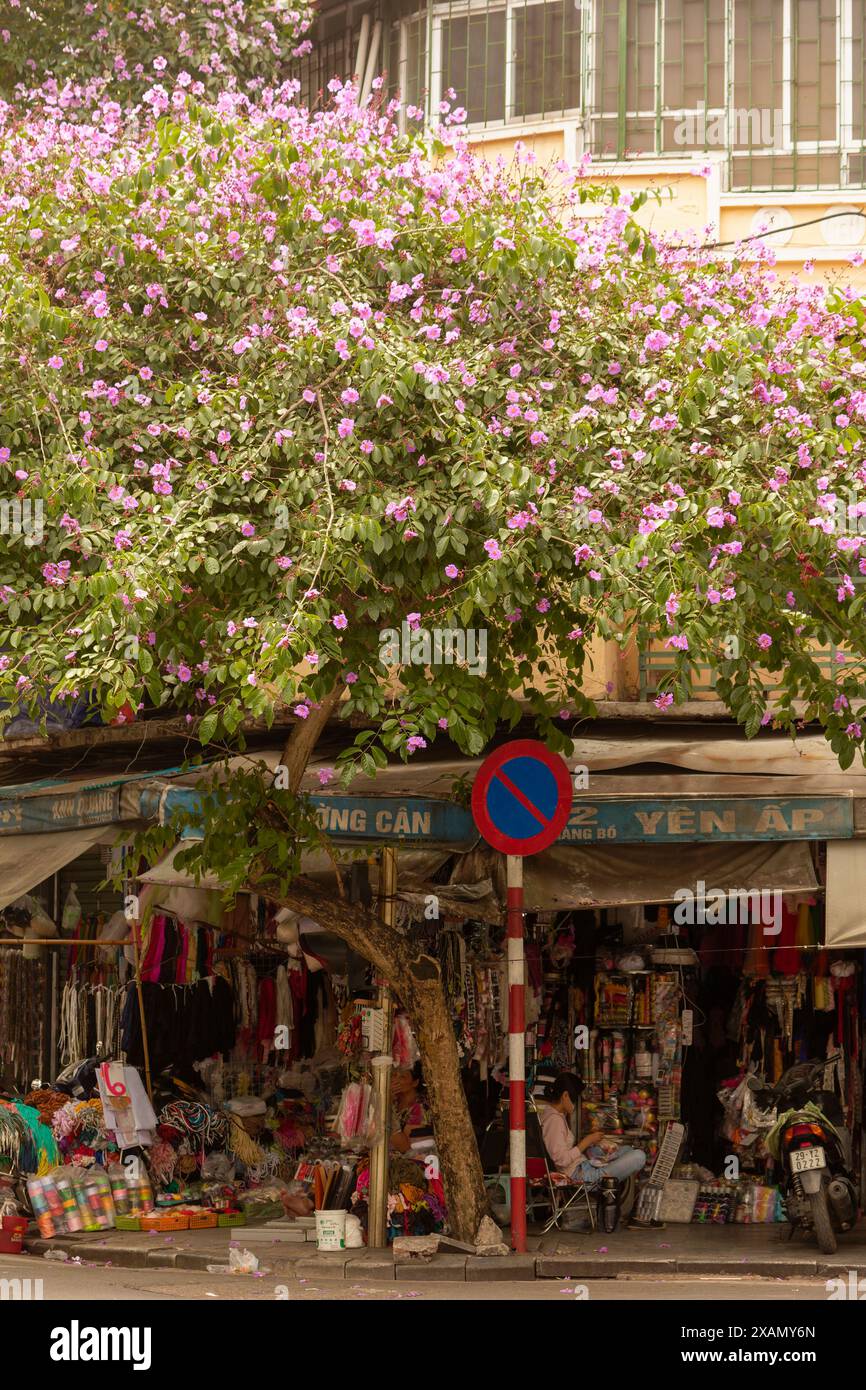 Stunning Crape myrtle, Purple Lagerstroemia indica, in Hanoi Old Town ...