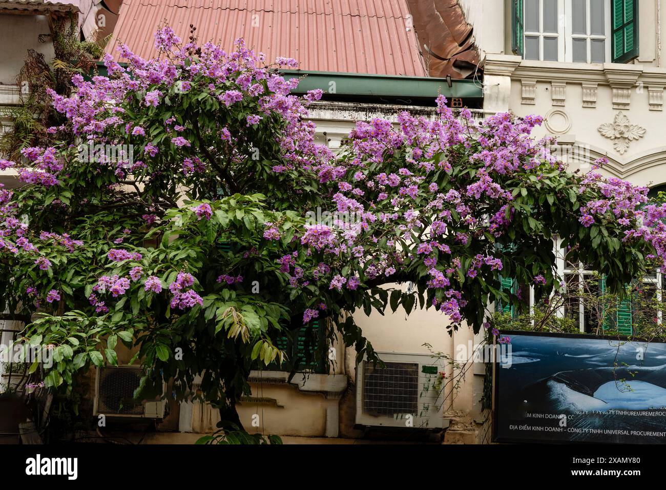 Stunning Crape myrtle, Purple Lagerstroemia indica, in Hanoi Old Town, Vietnam, in springtime ...