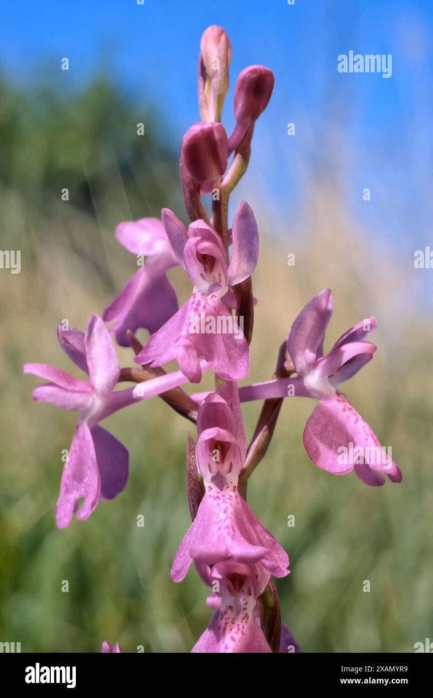 Bog orchid (Orchis palustris = Anacamptis palustris); Orchidaceae ...