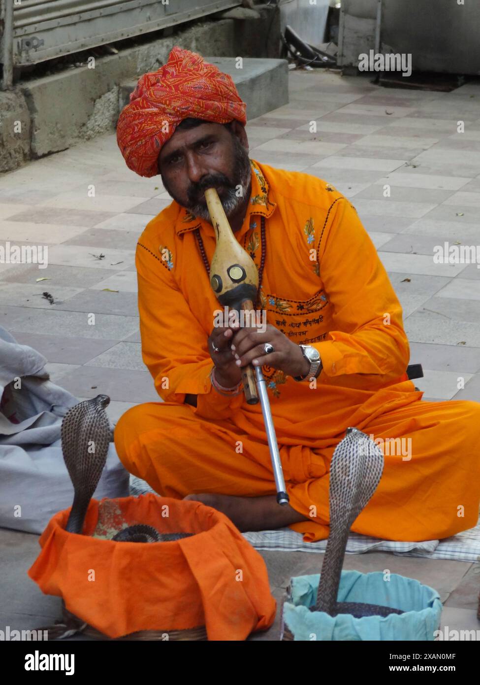 India cobras hi-res stock photography and images - Alamy
