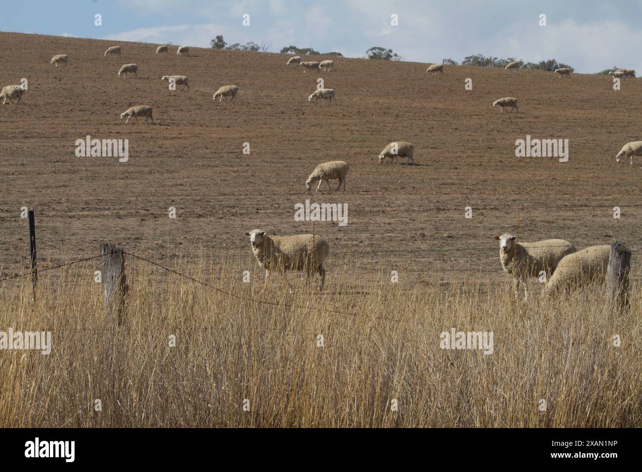 Sheep on farm in outback Australia Stock Photo - Alamy