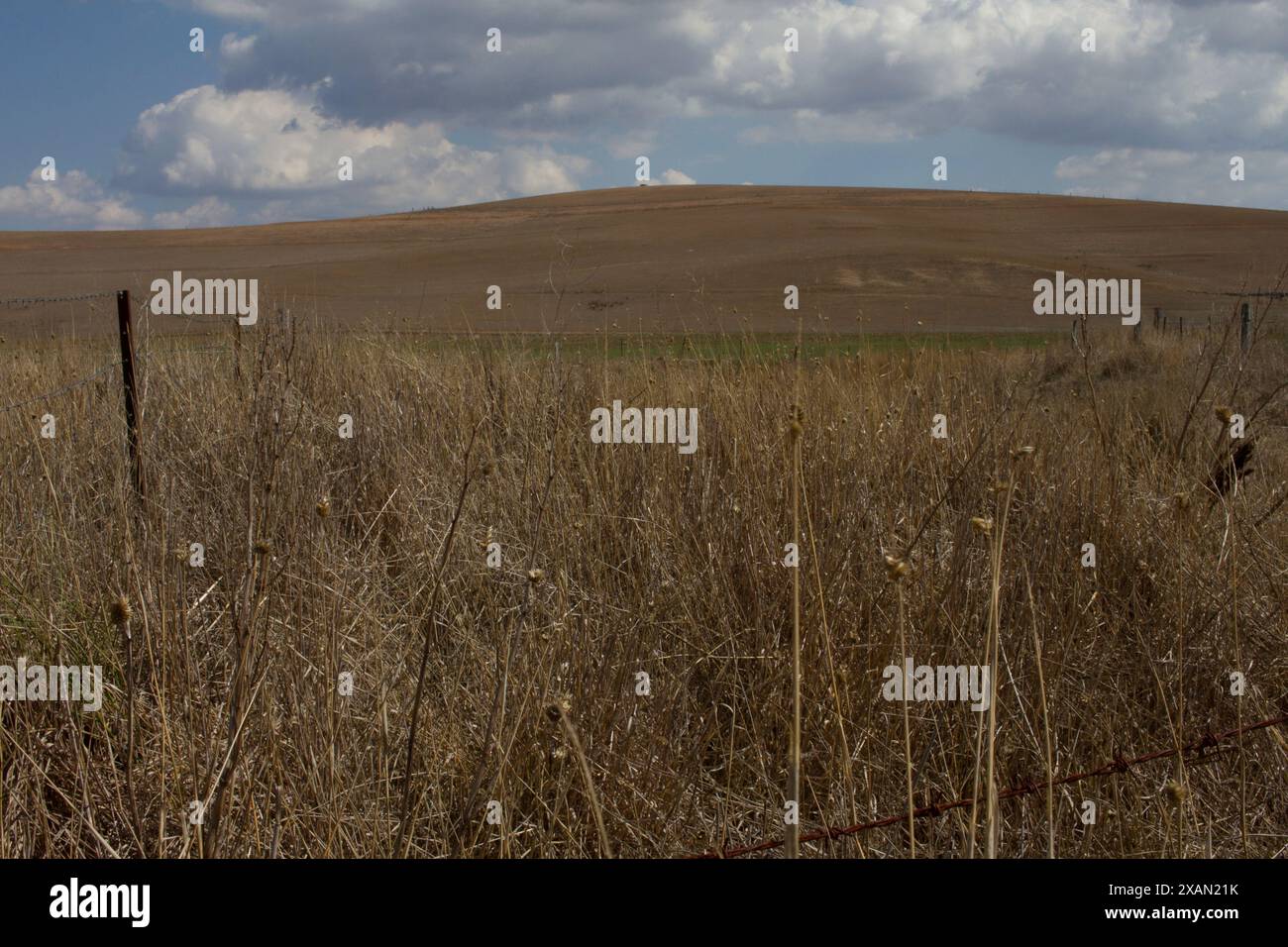 Bathurst fields hi-res stock photography and images - Alamy