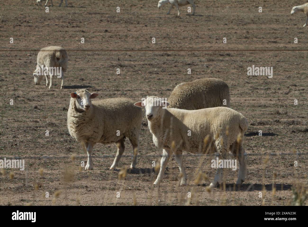 Sheep on a farm in outback Australia Stock Photo - Alamy