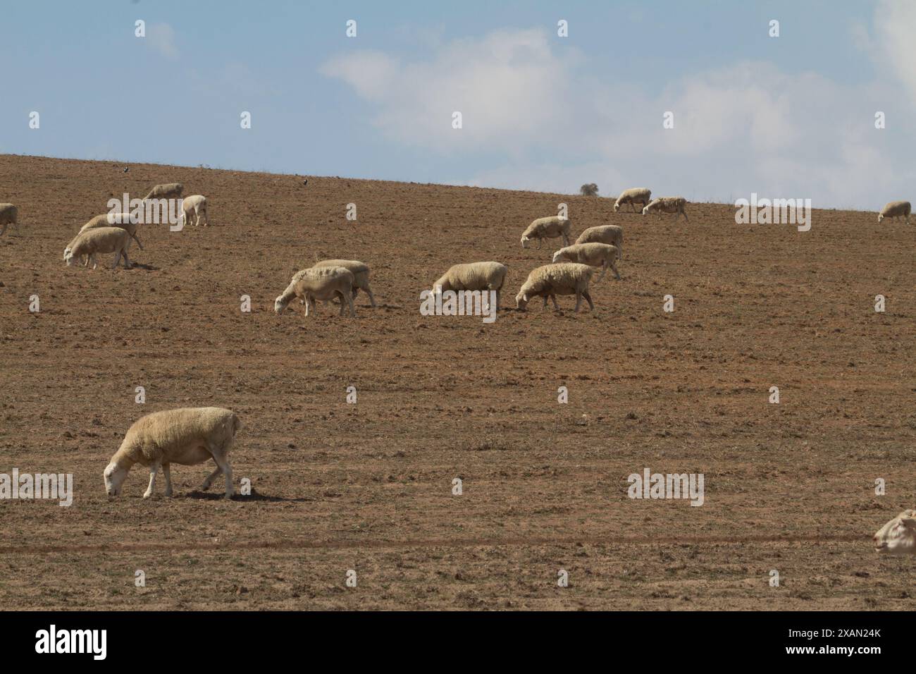 Sheep on a farm in outback Australia Stock Photo - Alamy