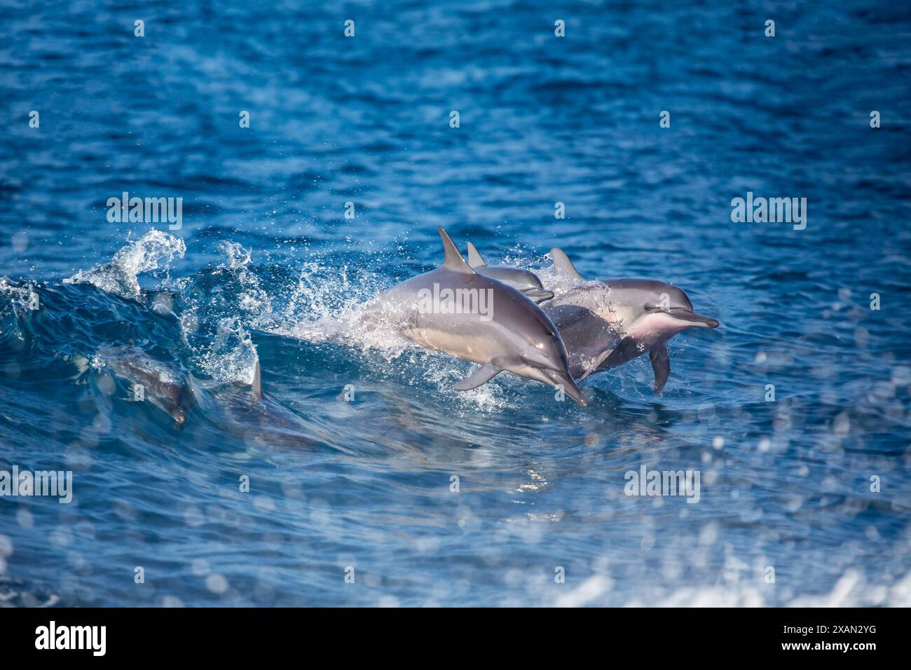 Spinner dolphin, Stenella longirostris, leap into the air off the ...