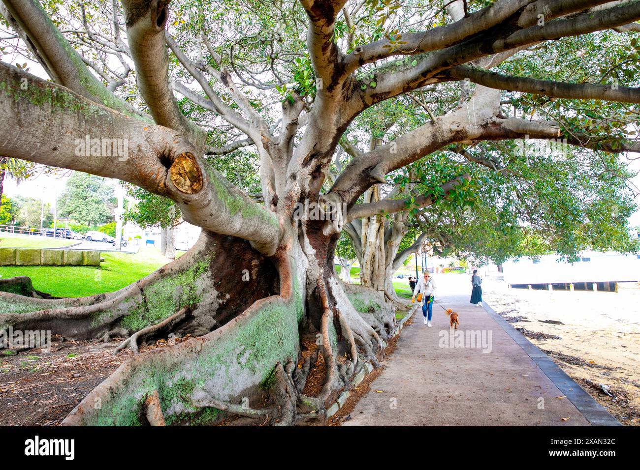Watsons Bay Sydney large Moreton Bay fig tree, Ficus macrophylla, is ...