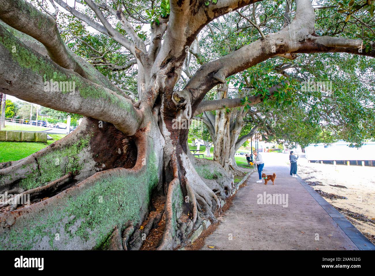 Australian native tree trunk hi-res stock photography and images - Alamy