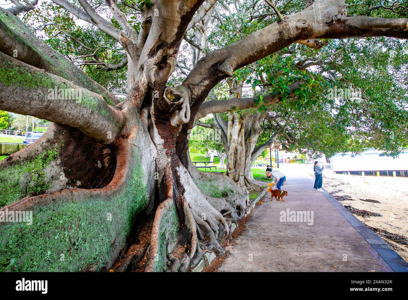 Watsons Bay Sydney large Moreton Bay fig tree, Ficus macrophylla, is ...