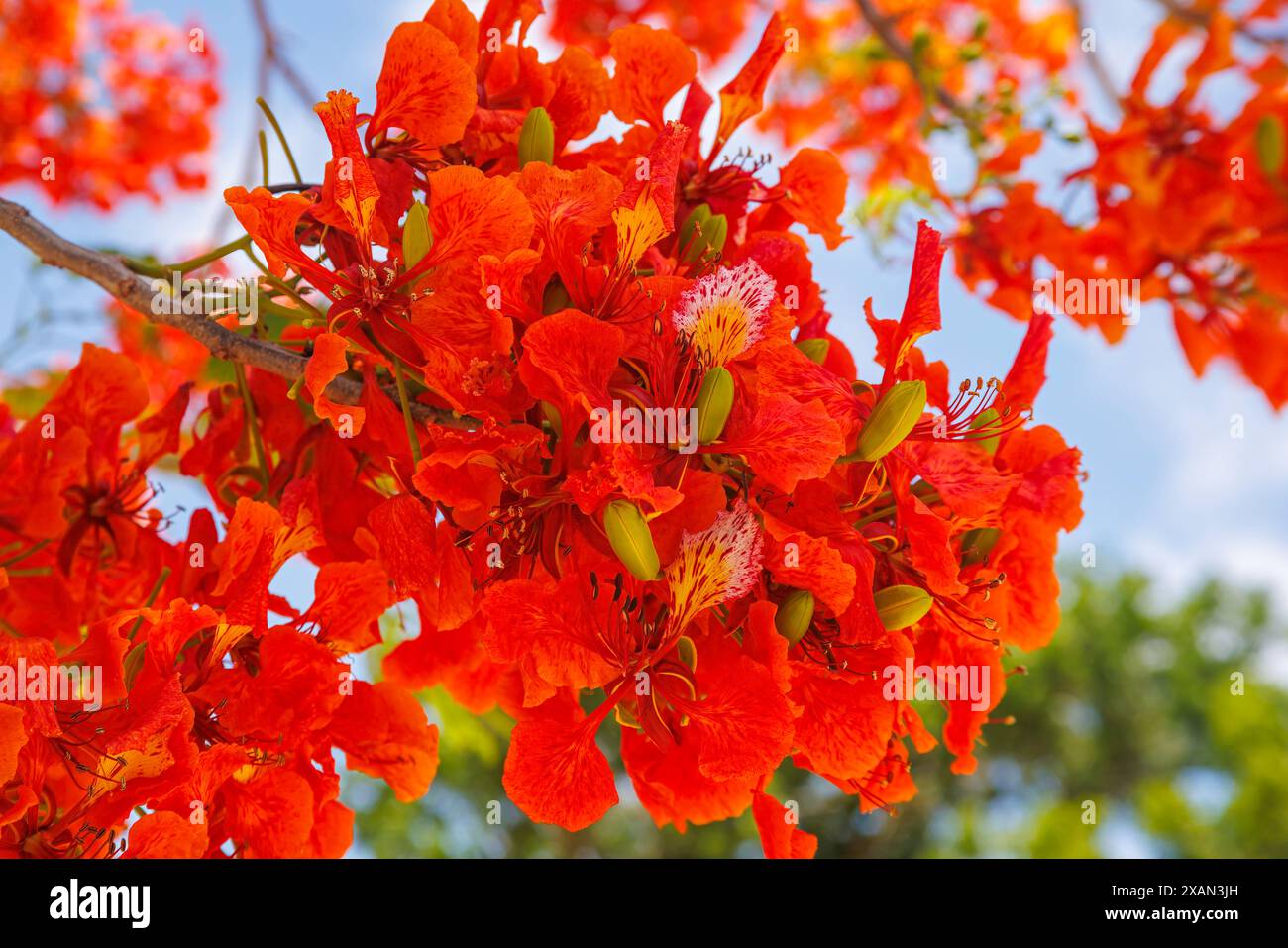 Red flamboyan hi-res stock photography and images - Alamy