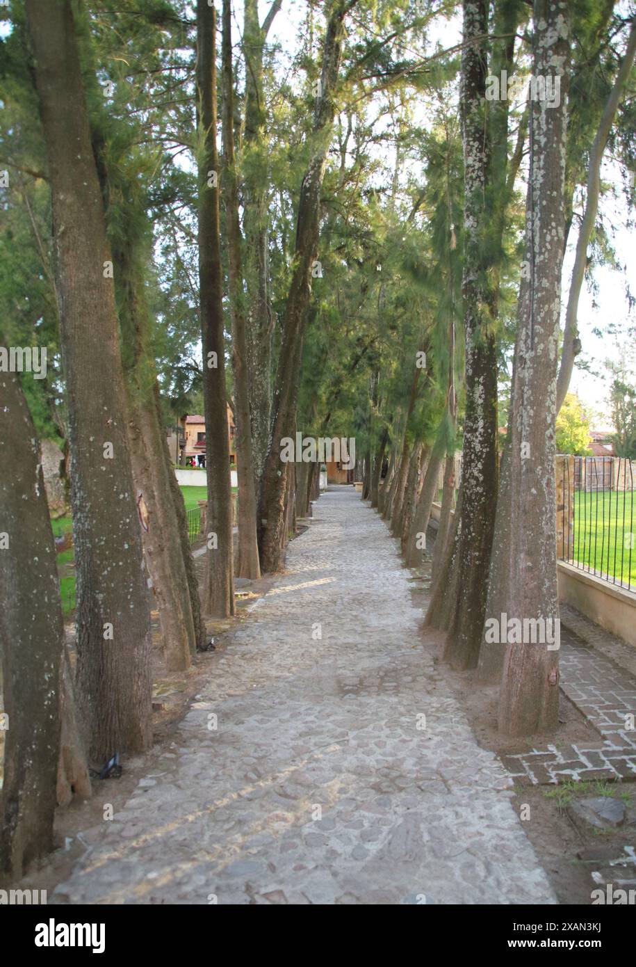 Tree path to find the cart path Stock Photo - Alamy