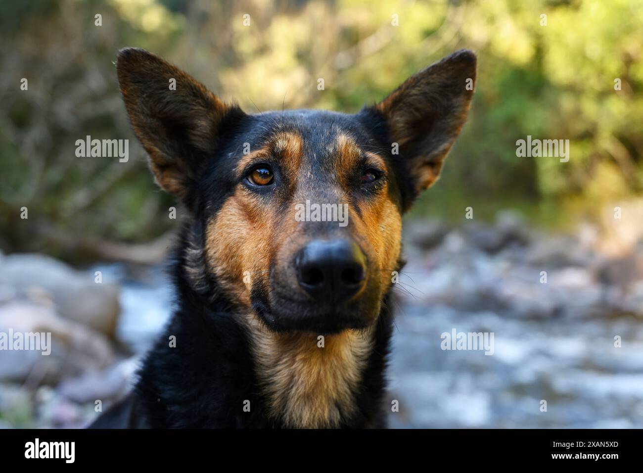 German shepherd patrol hi-res stock photography and images - Alamy