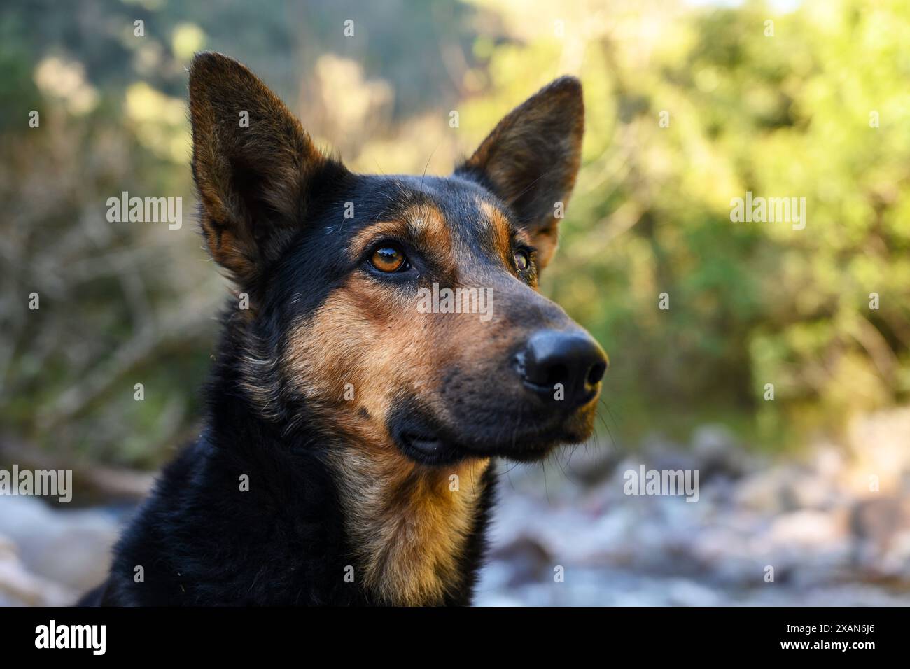 German shepherd patrol hi-res stock photography and images - Alamy