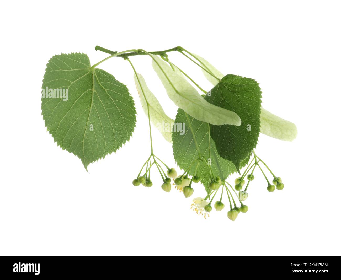 Beautiful linden tree blossom with young fresh green leaves isolated on ...