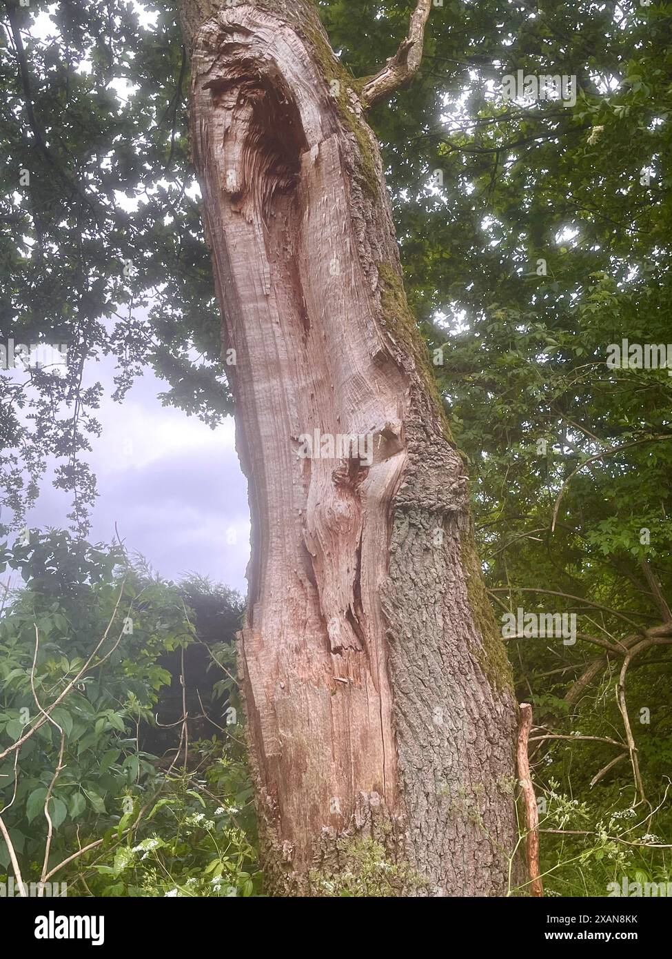 Inside a tree trunk Stock Photo - Alamy