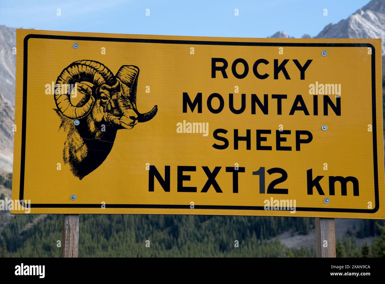 Warning sign for Rocky Mountain Sheep at Kananaskis Trail in Canadian ...