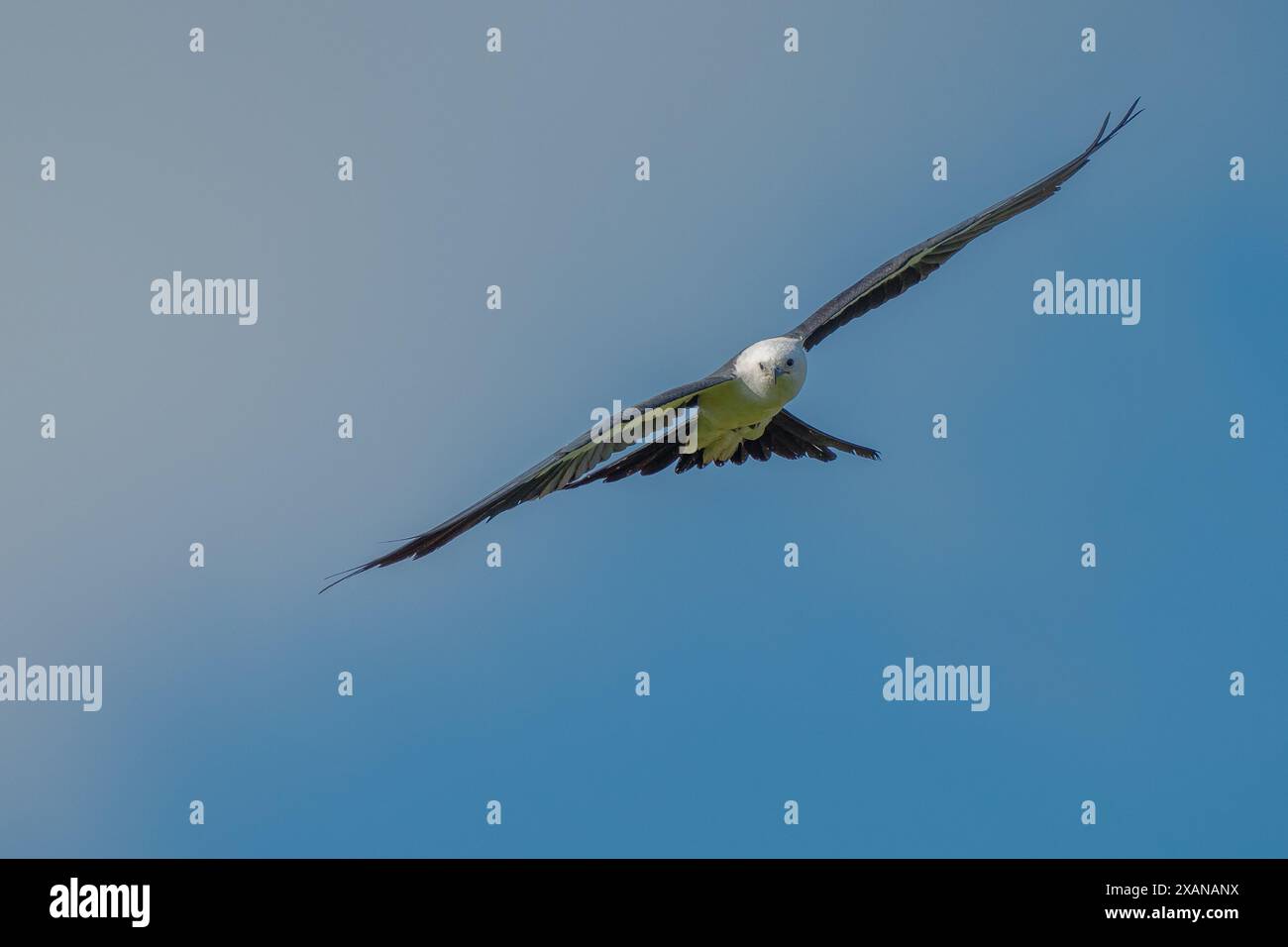 Swallow-tailed Kite soaring in the clear blue sky Stock Photo - Alamy