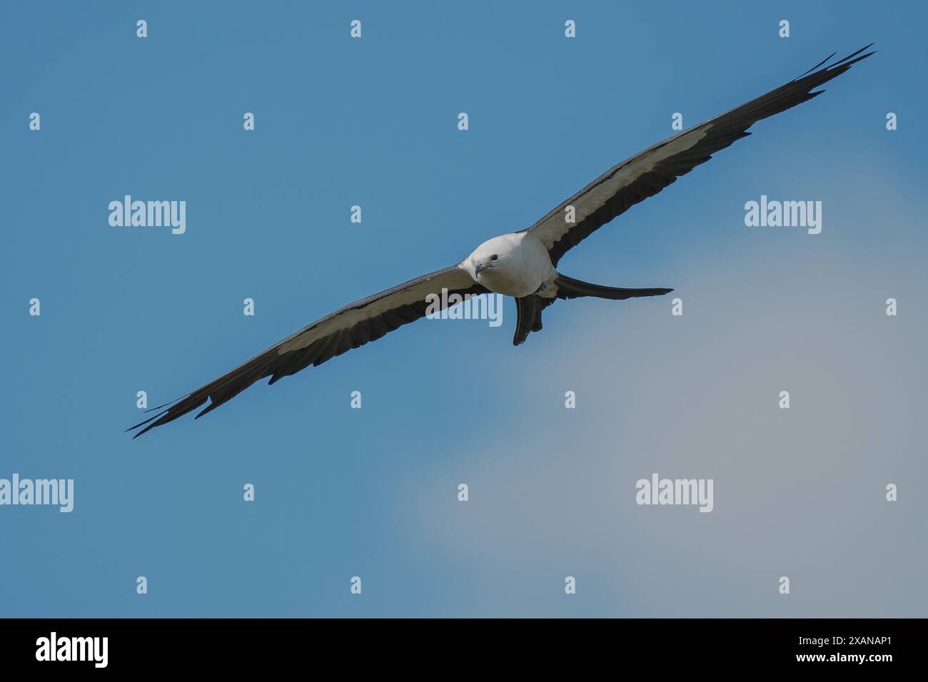 Swallow-tailed Kite soaring in the clear blue sky Stock Photo - Alamy