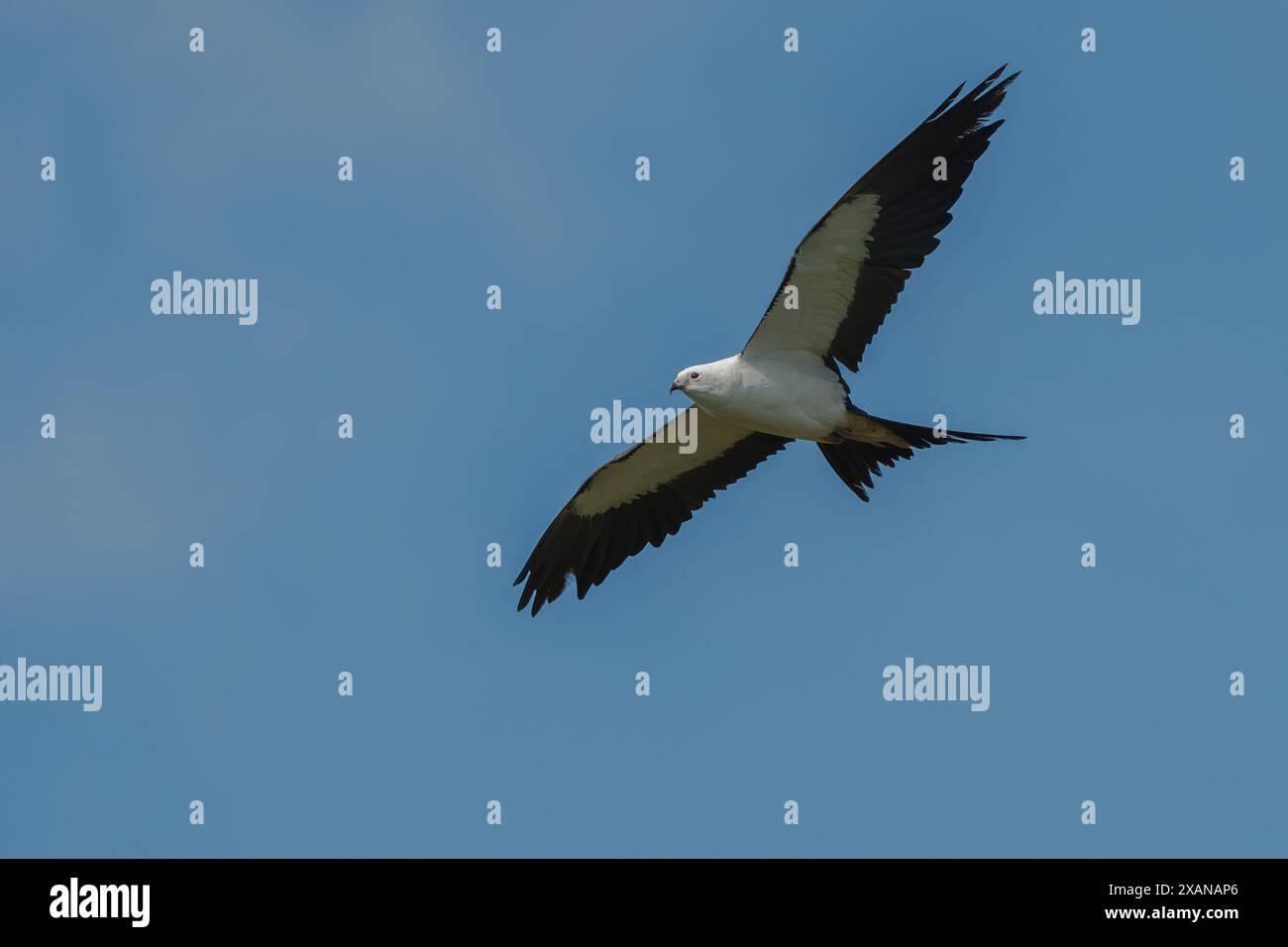 Swallow-tailed Kite soaring in the clear blue sky Stock Photo - Alamy