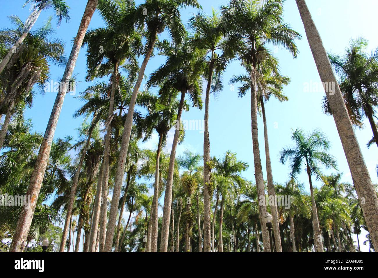 South america suriname paramaribo palms hi-res stock photography and ...