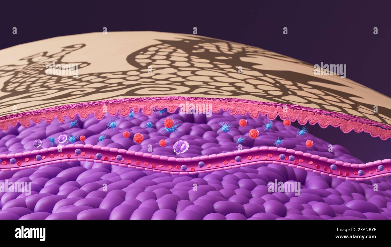 Illustration showing layers of skin on a tattooed arm. The outer layer ...