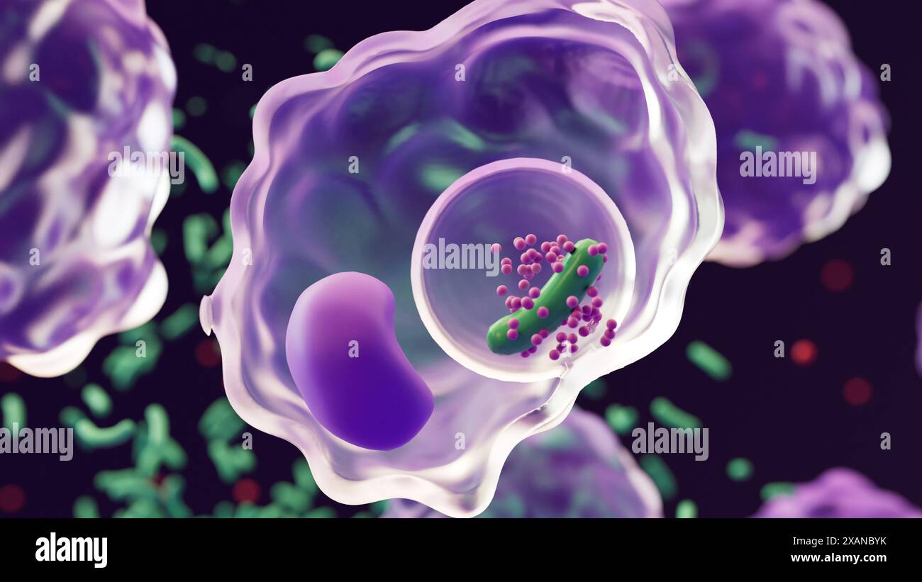 Lysis blood cell hi-res stock photography and images - Alamy