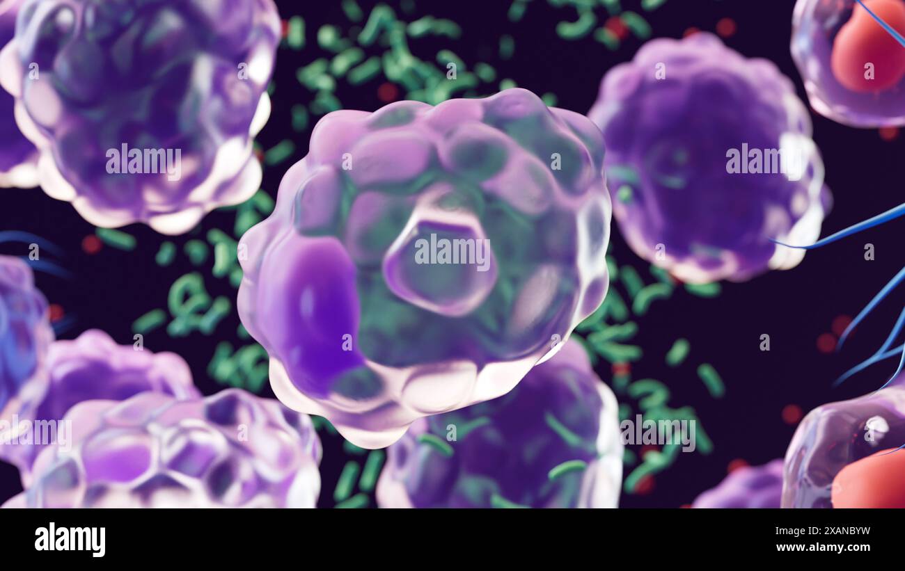 Illustration of macrophages (purple) approaching bacteria (green). Macrophages are white blood ...