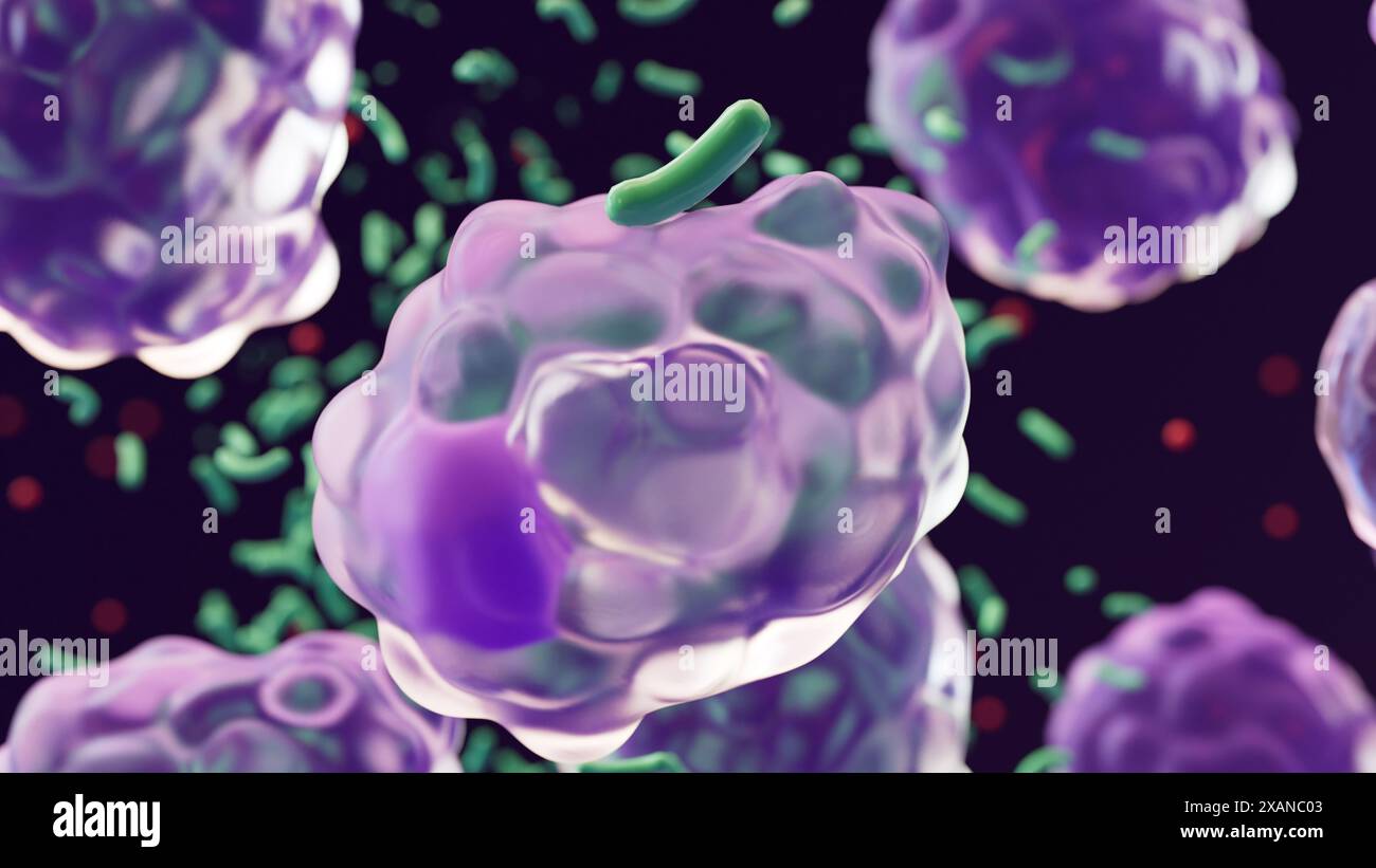 Illustration showing a type of white blood cell called a macrophage ...