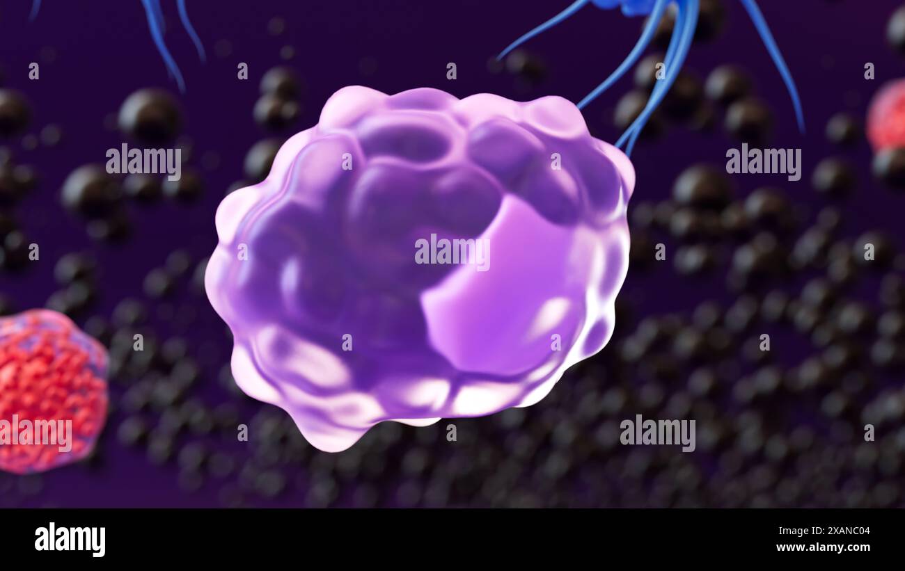 Illustration of a macrophage (purple). Macrophages are white blood ...