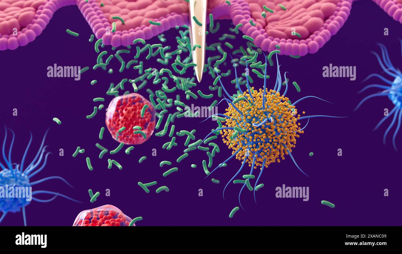 Illustration showing white blood cells responding to bacteria (green ...