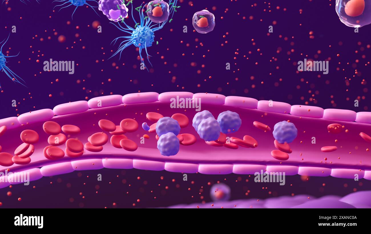 Illustration showing white blood cells (purple) in a blood vessel (pink ...