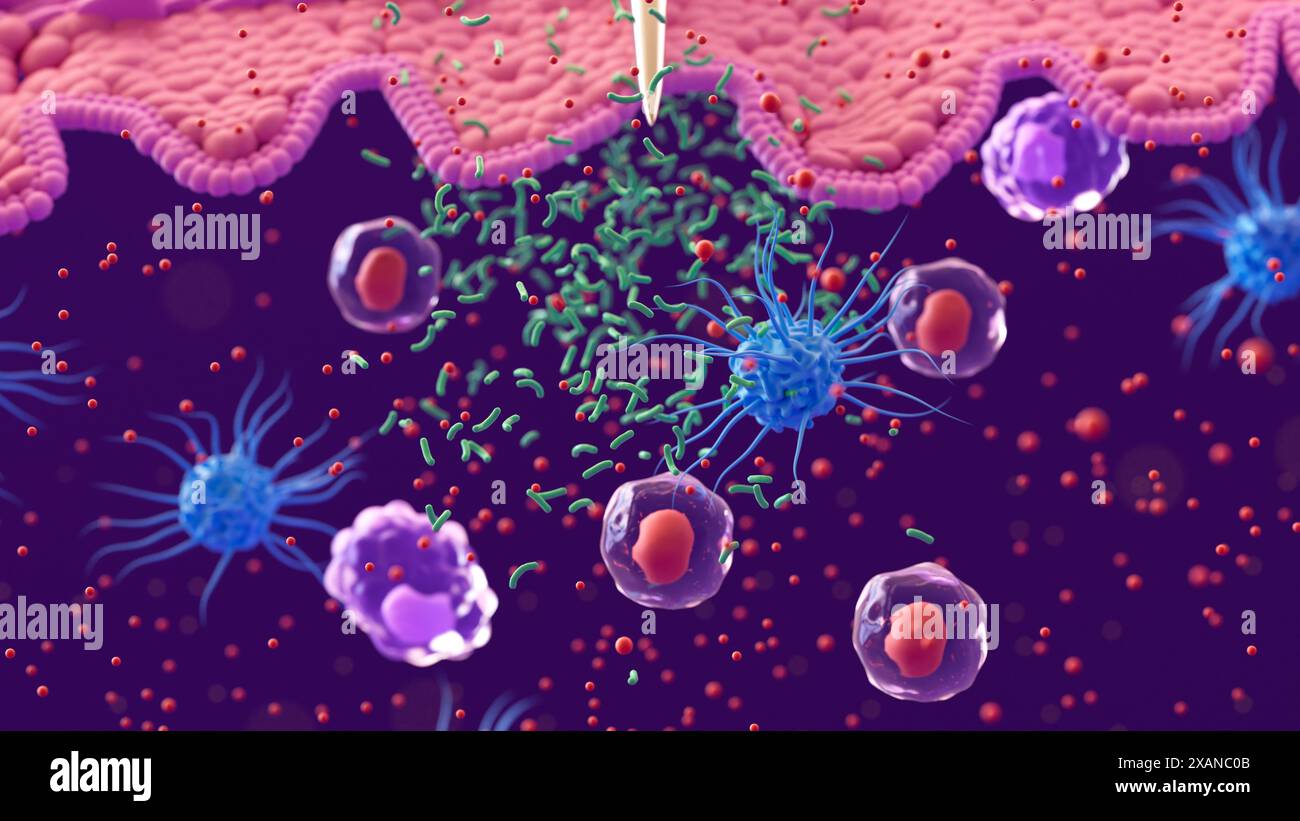 Illustration showing white blood cells responding to bacteria (green ...