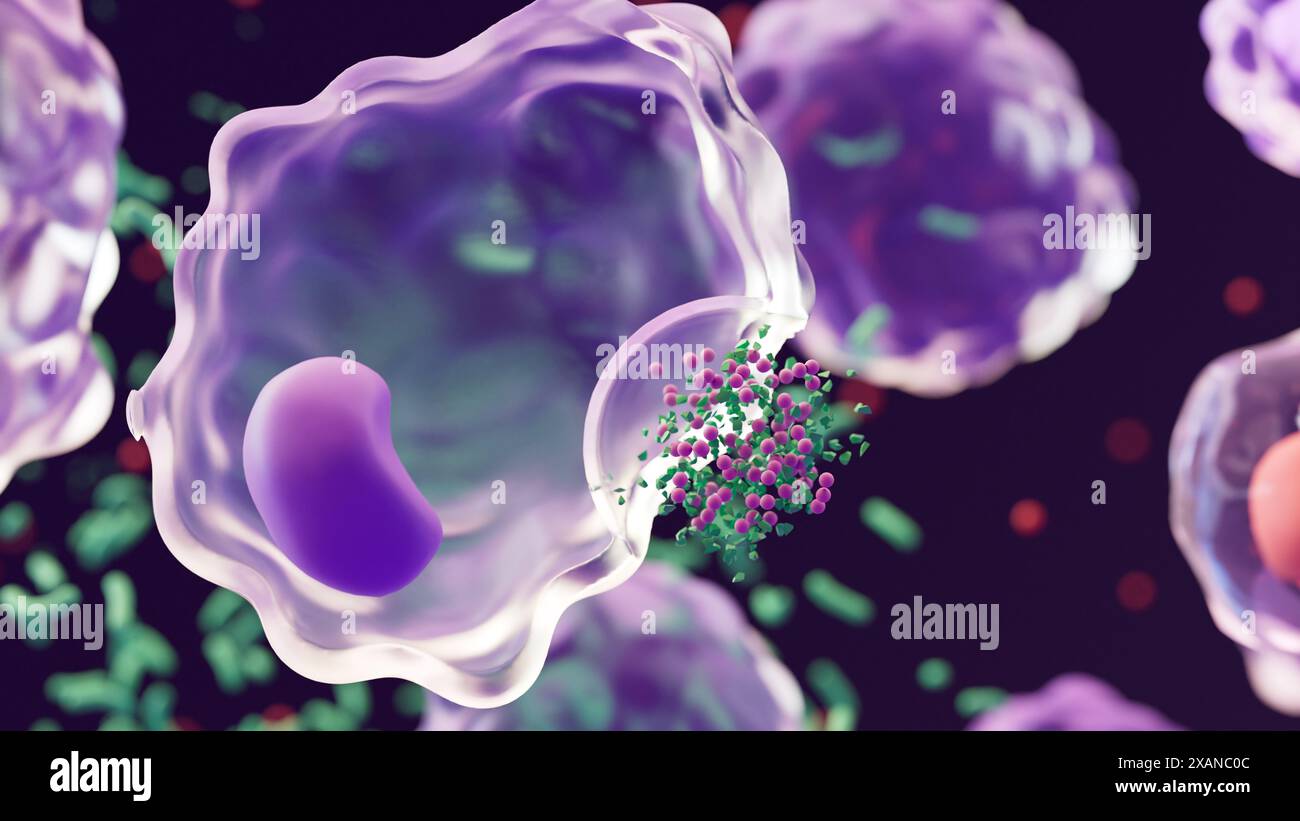 Illustration showing broken down fragments of a bacterium (green) being released by a white ...