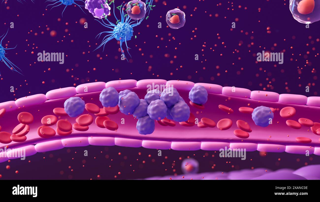 White blood cells moving to site of infection hi-res stock photography ...