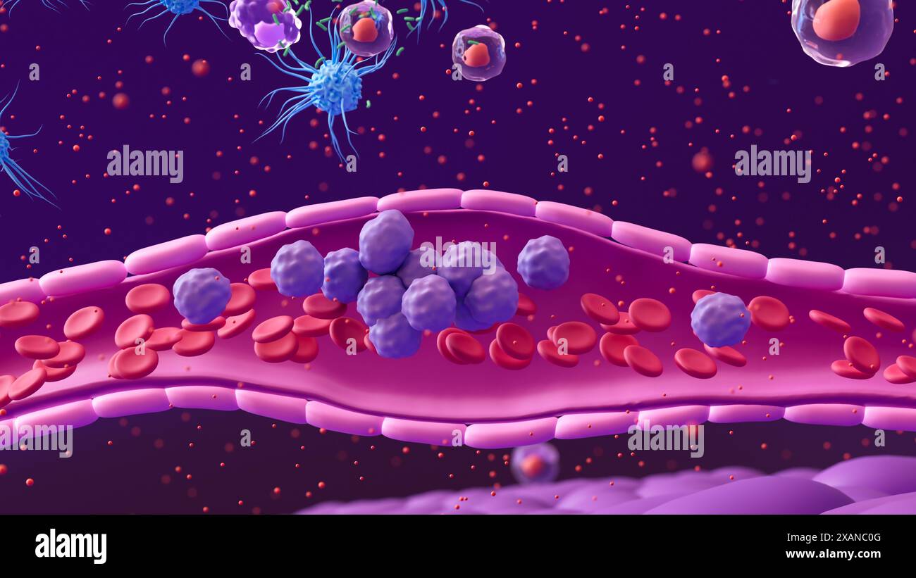 Illustration showing white blood cells (purple) in a blood vessel (pink ...