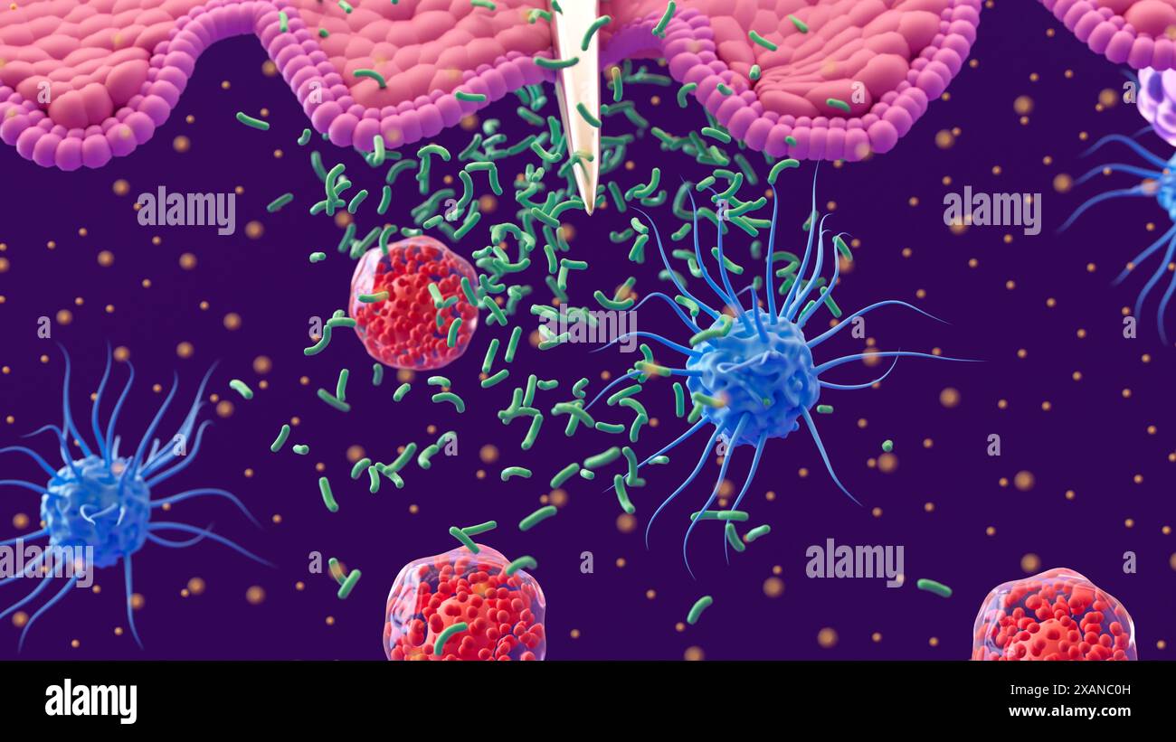 Illustration showing white blood cells responding to bacteria (green ...