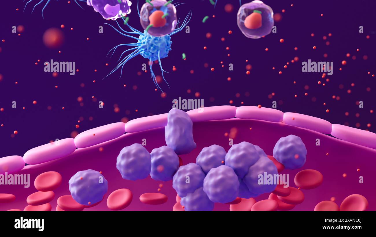 White blood cells leaving blood vessel at site of infection hi-res ...