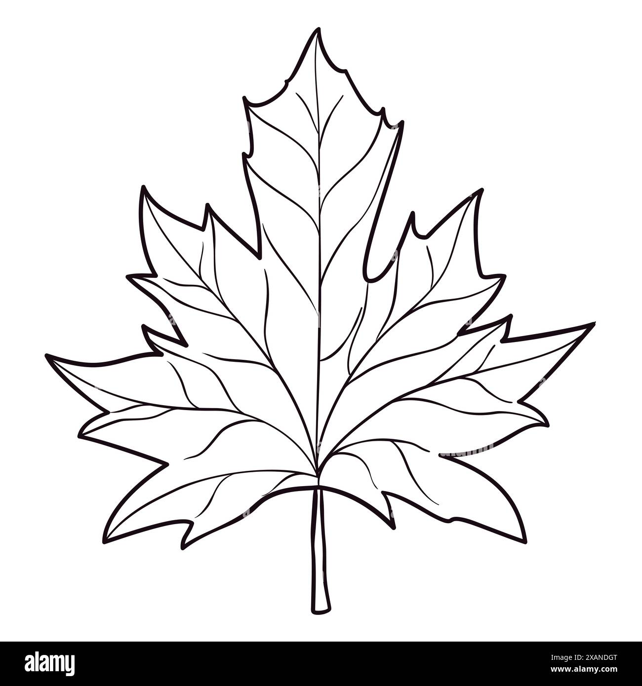 Maple leaf detail with petiole, veins and midribs. Design in outlines ...
