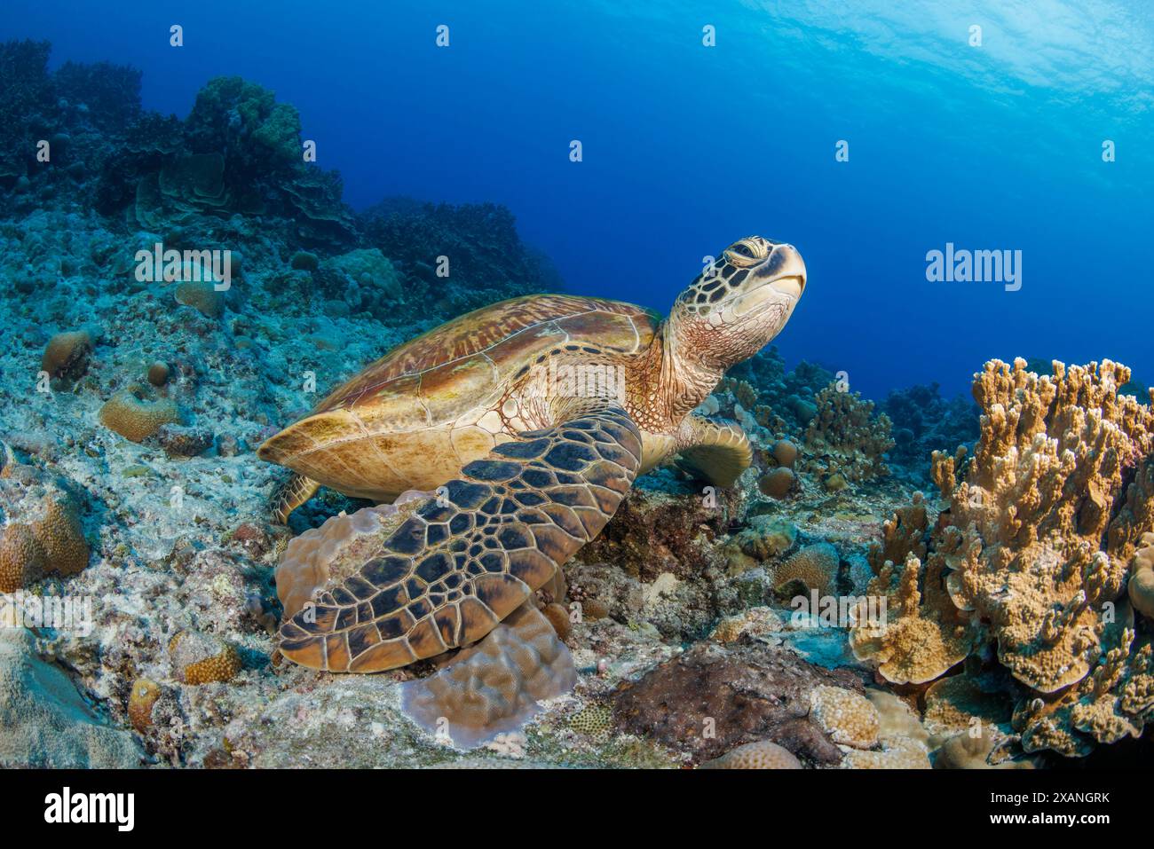 Action turtle soup hi-res stock photography and images - Alamy