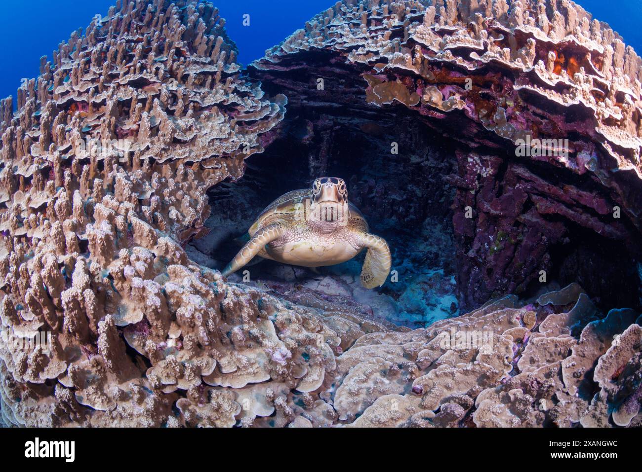 List of reptiles hi-res stock photography and images - Alamy