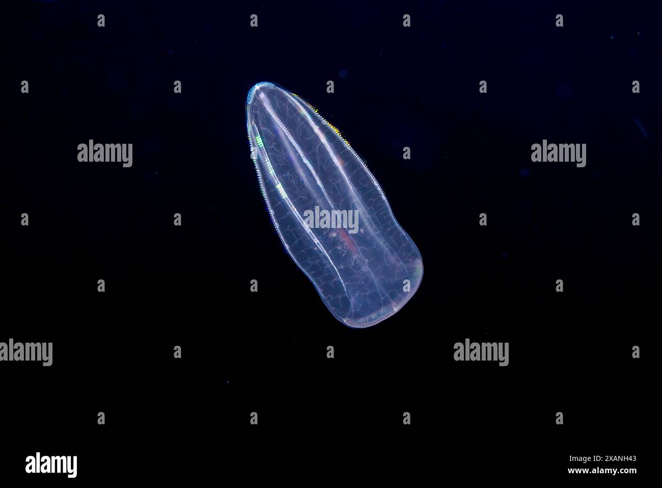 Colloblasts hi-res stock photography and images - Alamy